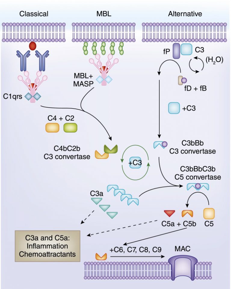 Biological Significance and Bioanalytical Strategies of Complement ...