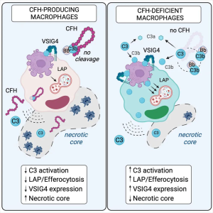 A Novel Mechanism of the Complement System to Regulate the Pathologic Process of Atherosclerosis ...