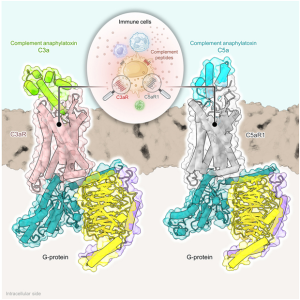 Structurally Revealing the Coupled Mechanism of Complement Receptor ...