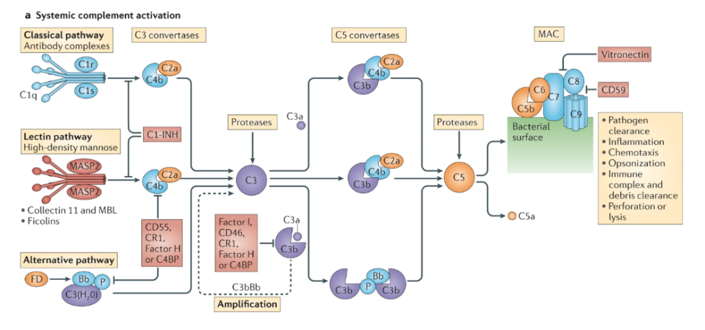 Complement Therapy Newcomer: Dianthus Therapeutics – Creative Biolabs ...