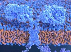 Creative Biolabs Complement Therapeutics Blog