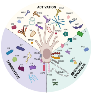 Complement Receptor Protein CD35 – Creative Biolabs Complement ...