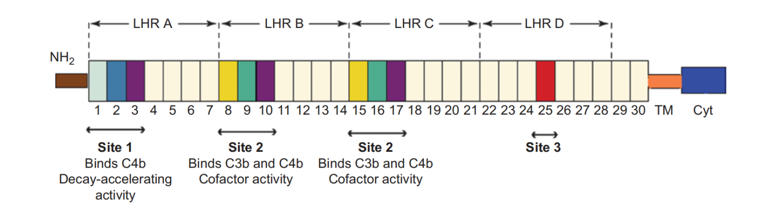 Complement Receptor Protein CD35 – Creative Biolabs Complement Therapeutics Blog