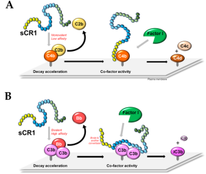 Complement Receptor Protein CD35 – Creative Biolabs Complement Therapeutics Blog