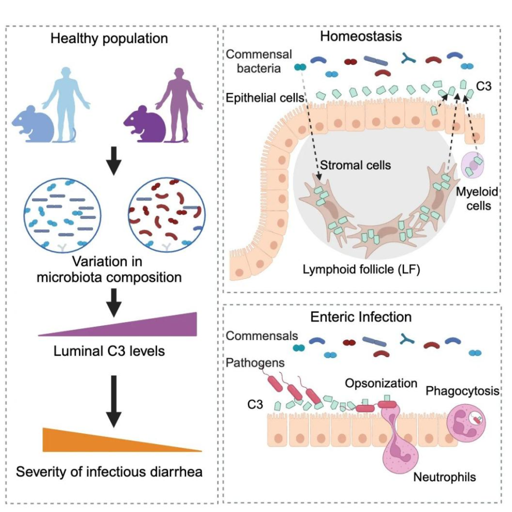 Intestinal Complement System Can Coexist with Symbiotic Bacteria and ...