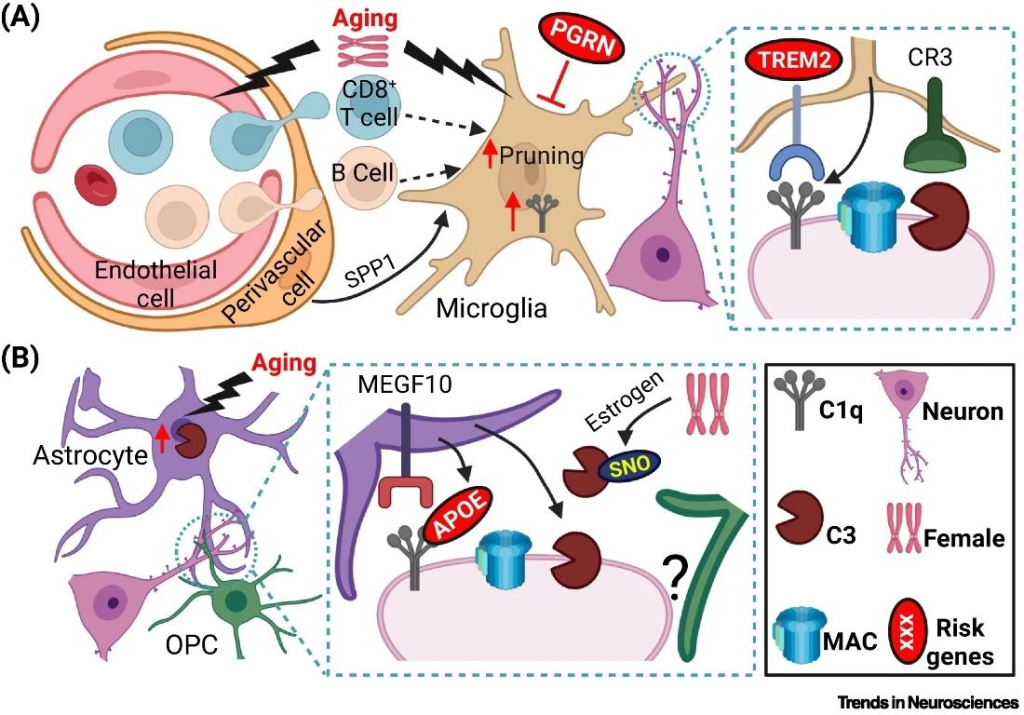 A New Theory of Immune Complement-Mediated Synaptic Loss in Alzheimer’s Disease – Creative ...