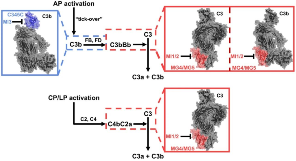Targeting Complement C3: Unlocking Epitope-Specific Inhibition for ...