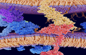 Creative Biolabs Complement Therapeutics Blog
