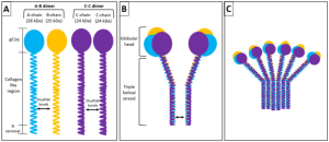 Why is C1q Appearing in Every One of Your Topics? – Creative Biolabs ...