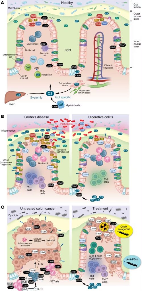 Complement in the Gut: From Double-Edged Sword to Drug Target – Creative Biolabs Complement ...
