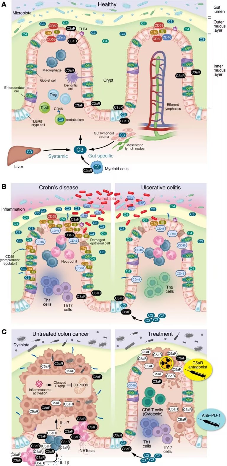Complement in the Gut: From Double-Edged Sword to Drug Target – Creative Biolabs Complement ...