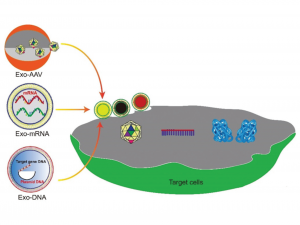 Exosomes Deliver Gene Vectors for Gene Therapy – Creative Biolabs ...