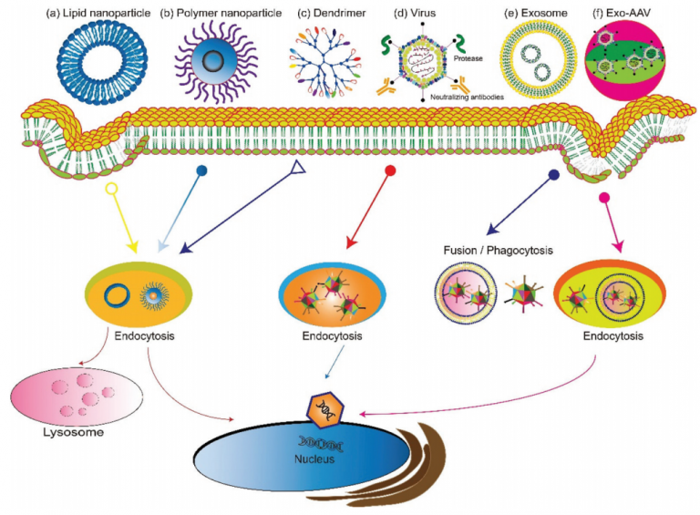 Exosomes Deliver Gene Vectors for Gene Therapy – Creative Biolabs ...