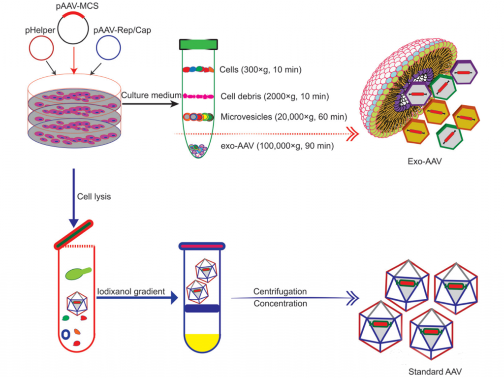 Exosomes Deliver Gene Vectors for Gene Therapy – Creative Biolabs ...