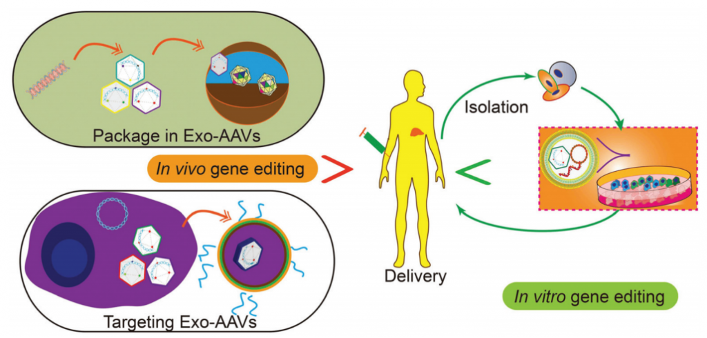 Exosomes Deliver Gene Vectors for Gene Therapy – Creative Biolabs ...