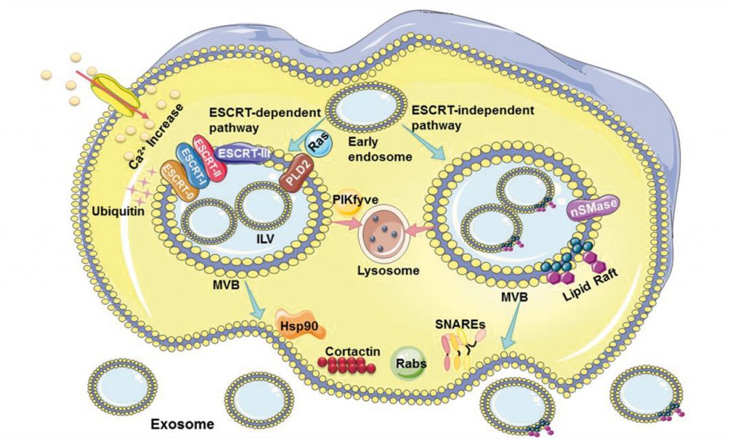 Promoting or Inhibiting the Release of Extracellular Vesicles brings ...