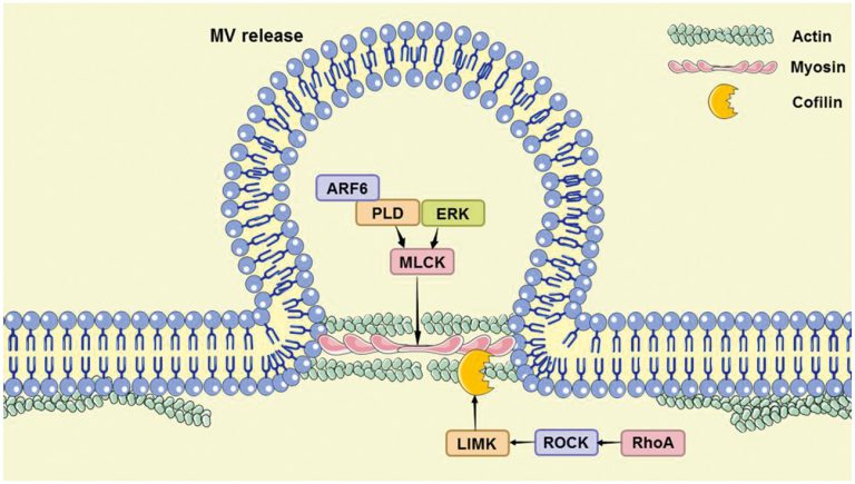 Promoting or Inhibiting the Release of Extracellular Vesicles brings ...