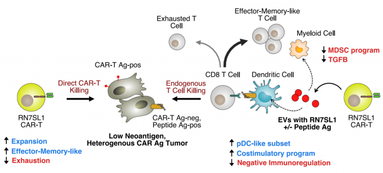 Non-coding RNA and Extracellular Vesicles Help CAR-T Enhance the Efficacy of Solid Tumors ...