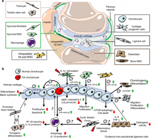 Exosomes – Role and Therapeutic Potential in Osteoarthritis – Creative ...