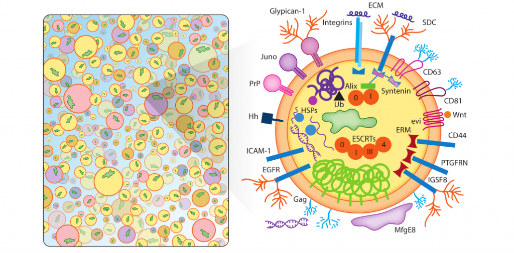 An Article to Understand the Basic Background of Exosome Research ...