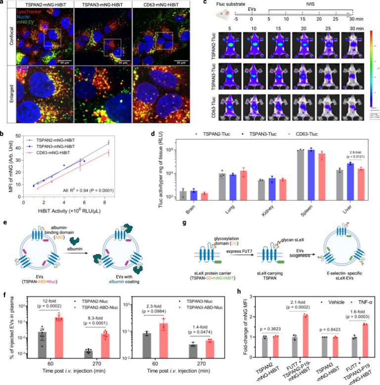 Identifying of Scaffold Proteins to Enhance Endogenous Engineering of ...