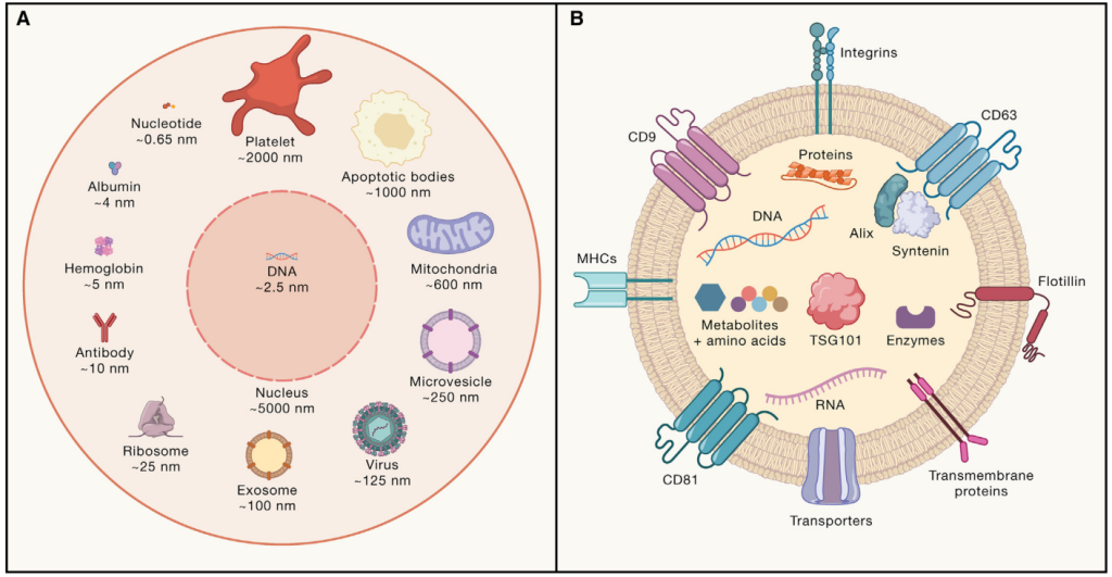 The Role of Extracellular Vesicles in Cancer and Future Prospects ...