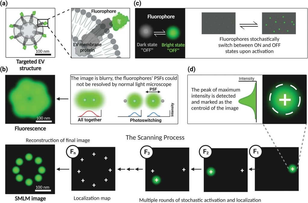 Single-Molecule Localization Microscopy for Investigating Small Extracellular Vesicles ...