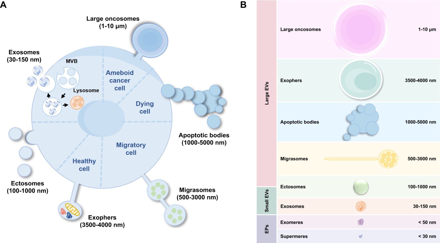 Vesiclepedia 2024 – Extracellular Vesicles and Particles Database ...