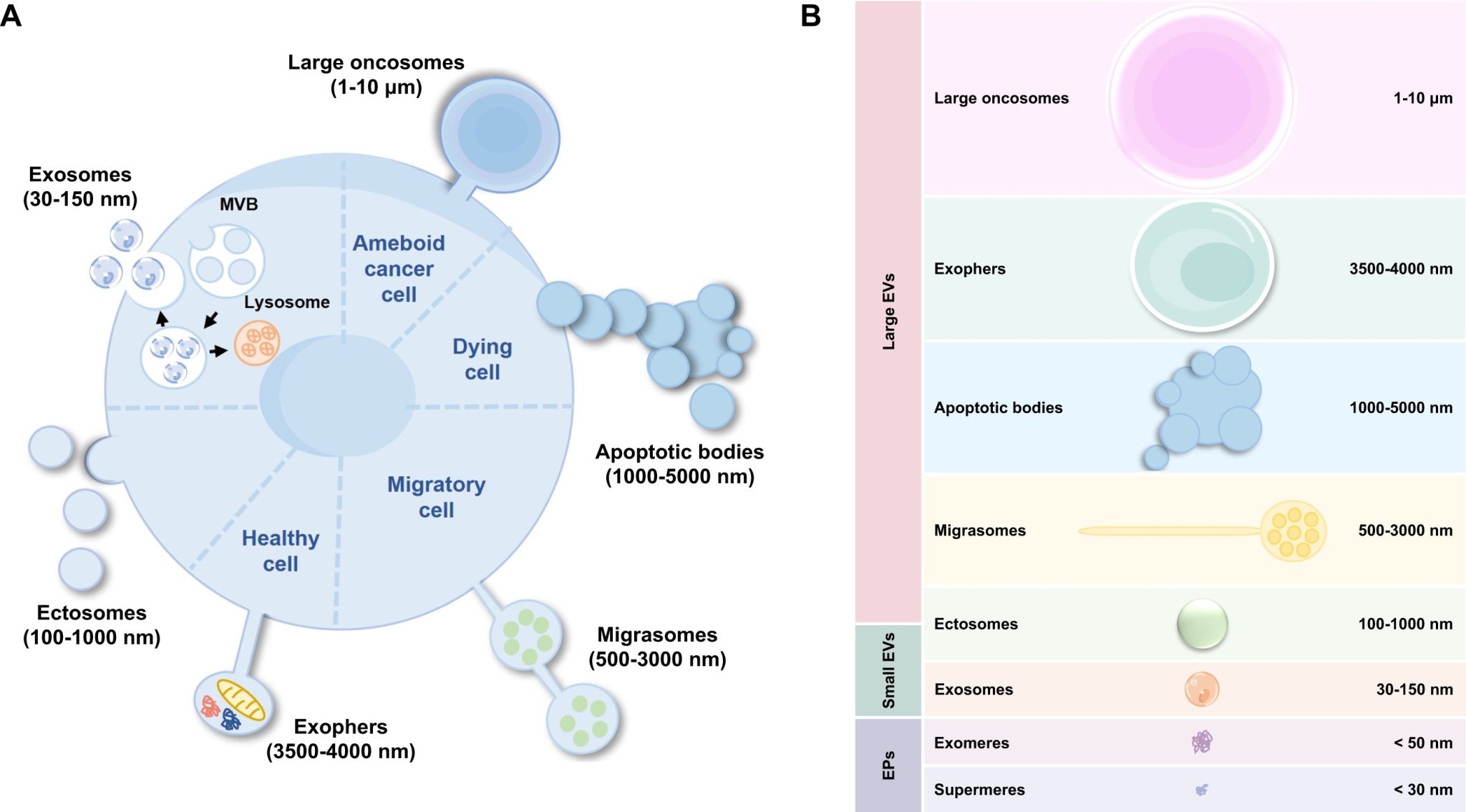 Vesiclepedia 2024 – Extracellular Vesicles and Particles Database ...