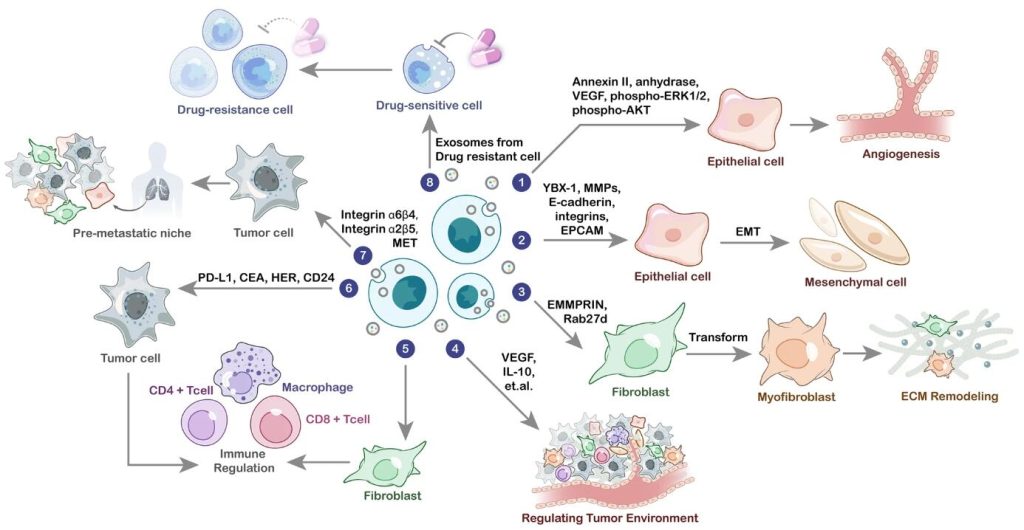 The Role of Exosomal Proteins in Cancer Diagnosis, Prognosis and ...