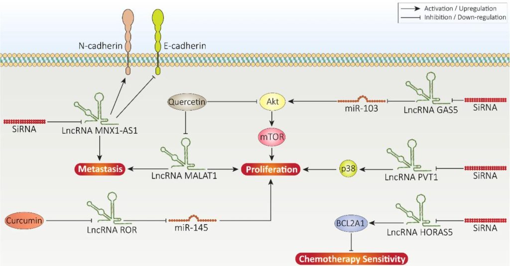Lncrna in Prostate Cancer: Intervention Pathways, Therapeutic Targets ...