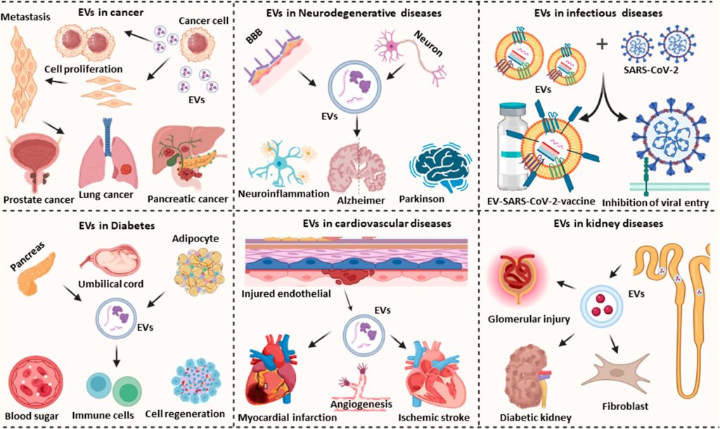 Extracellular Vesicles as Biomarkers for Detection and Therapeutic Applications – Creative ...