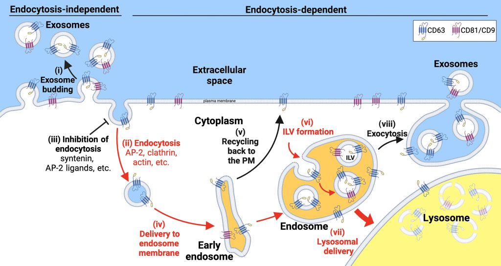 Endocytosis Blocks Vesicular Secretion of Exosome Marker Proteins ...