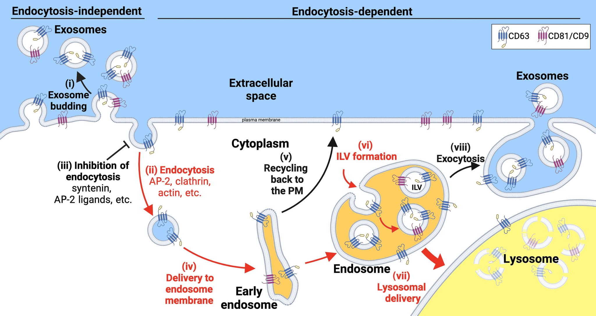 Endocytosis Blocks Vesicular Secretion of Exosome Marker Proteins ...