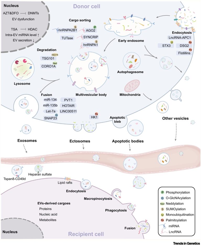Bidirectional Regulation of Extracellular Vesicles and Cellular ...