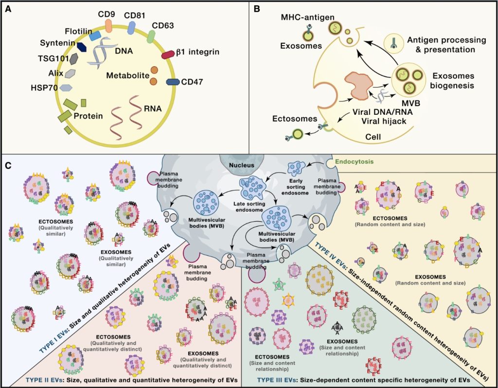 The Biology and Function of Extracellular Vesicles in Immunity – Creative Biolabs Exosome Blog