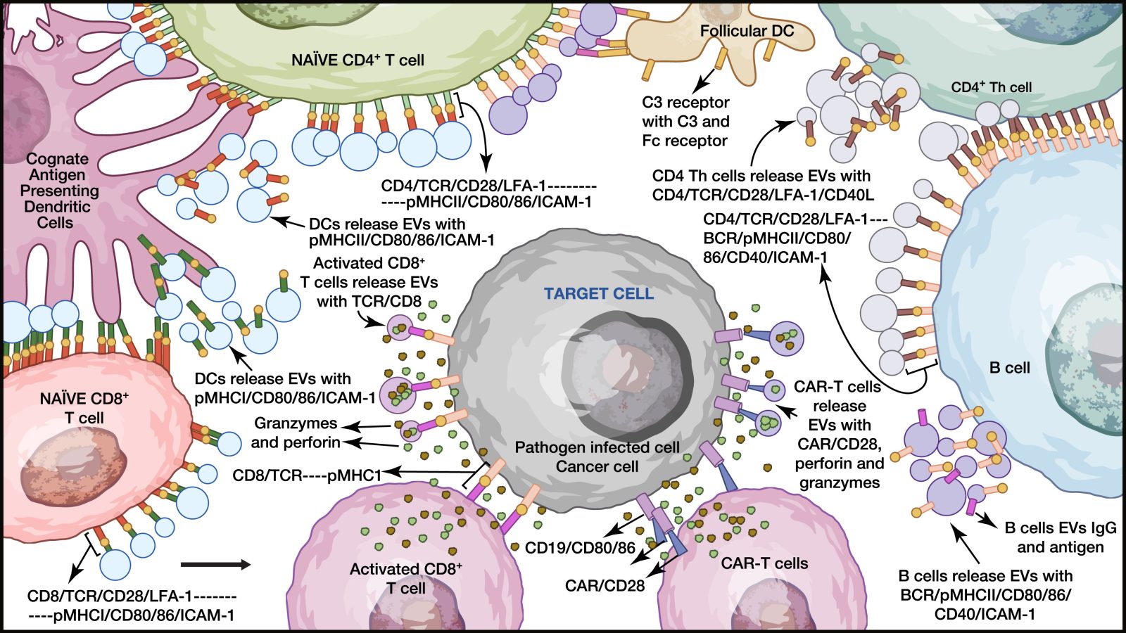 The Biology and Function of Extracellular Vesicles in Immunity ...