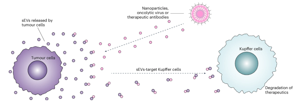 Tumor-Derived Small Extracellular Vesicles as Barriers to Drug Delivery ...
