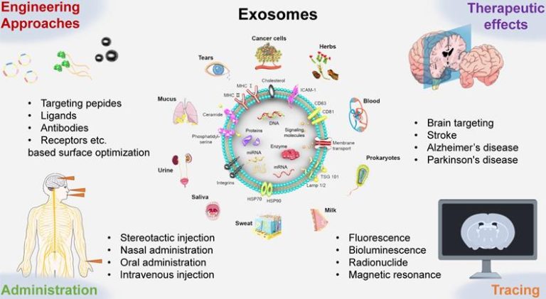 Engineered Exosomes for the Treatment of Cerebrovascular and ...