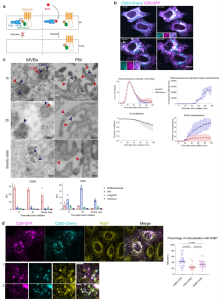 CD63: the Specific Marker Protein of Exosomes – Creative Biolabs ...