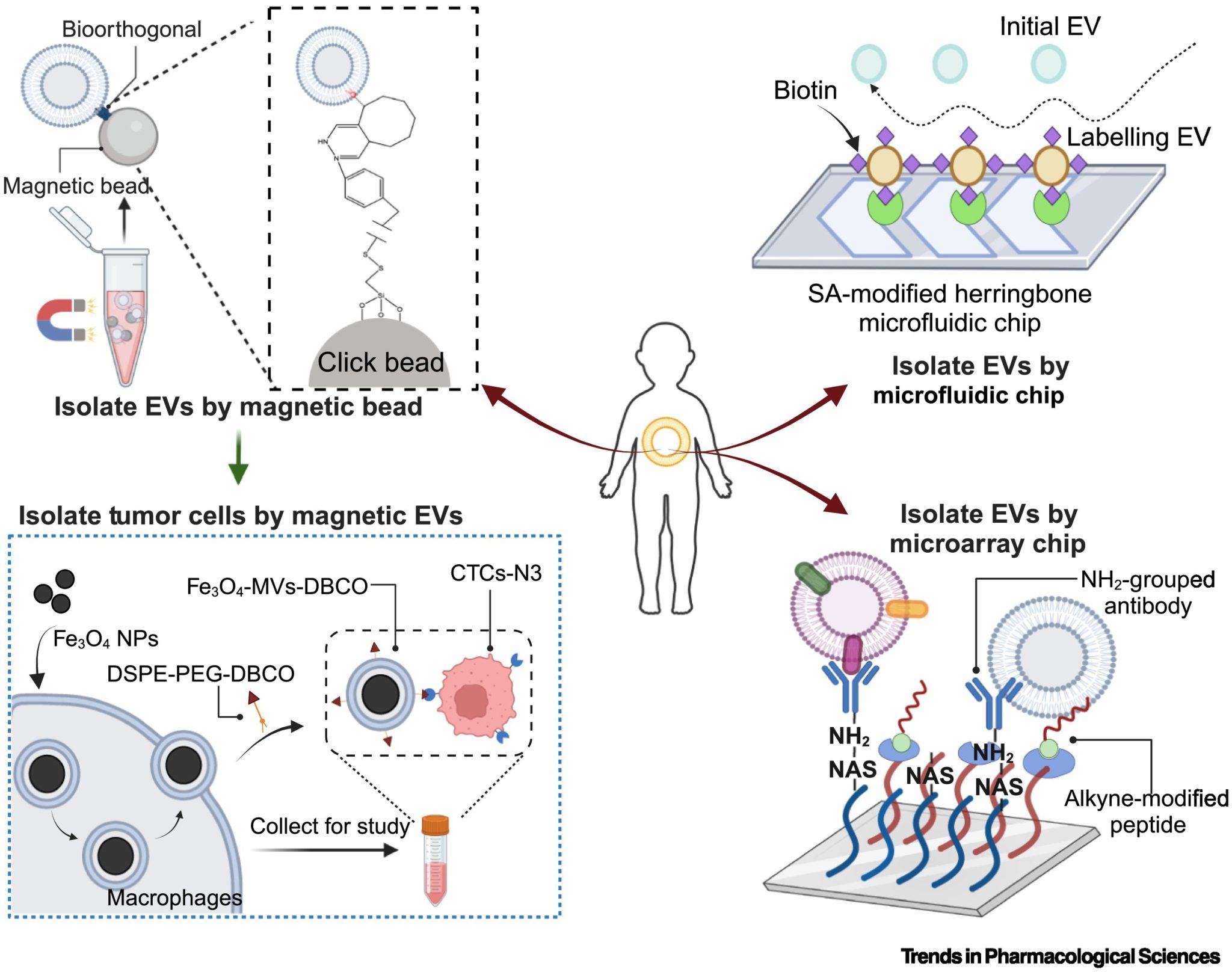Engineering Extracellular Vesicles for Diagnostics and Therapeutics ...