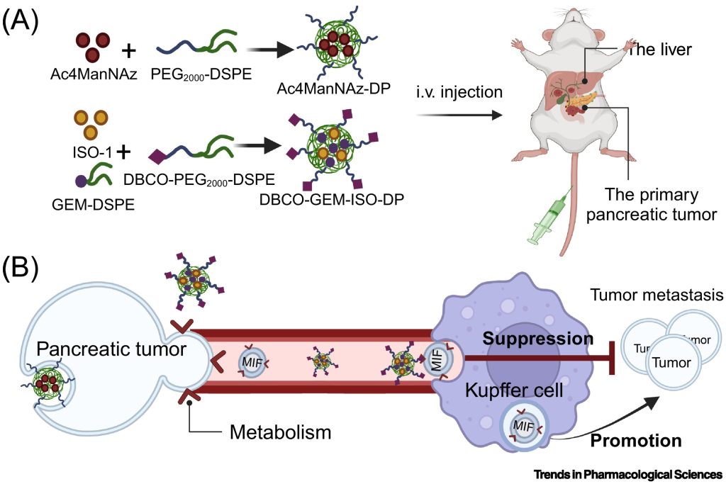 Engineering Extracellular Vesicles for Diagnostics and Therapeutics – Creative Biolabs Exosome Blog