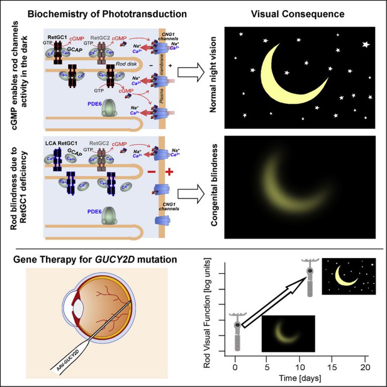 AAV Gene Therapy Helps Restore Night Vision in Congenital Melanoma ...