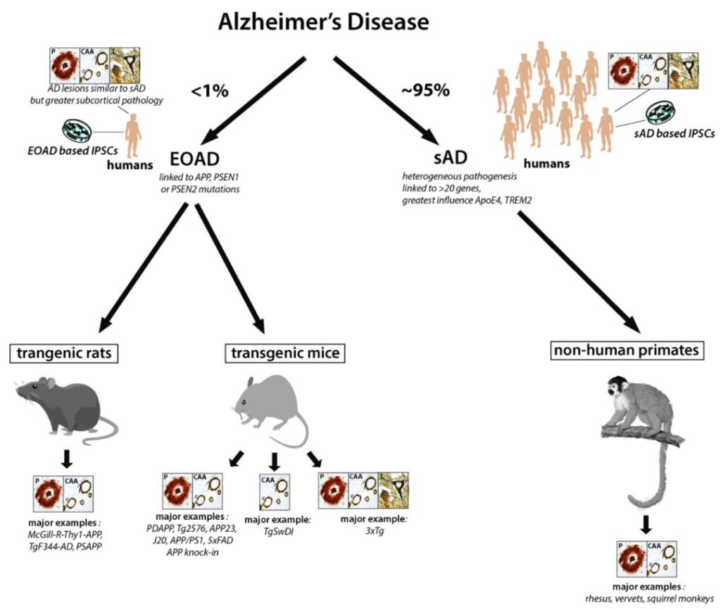 Comprehensive review of the latest progress in research on non-human ...