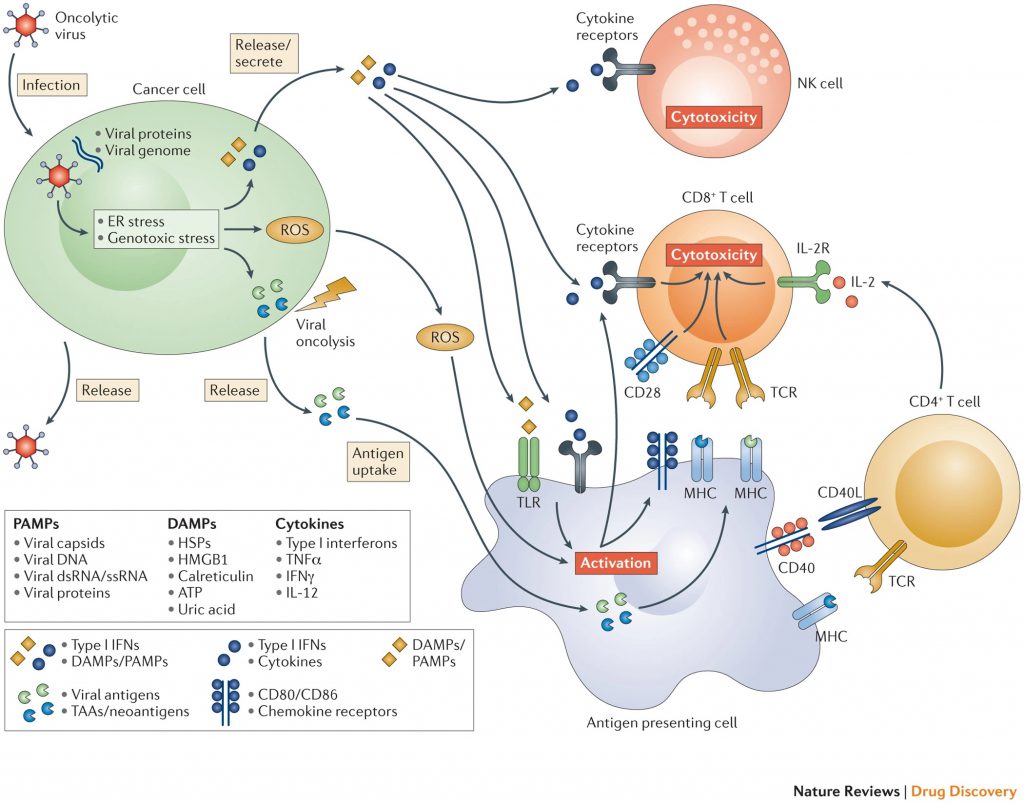 Strategies for Arming Oncolytic Viruses – Creative Biolabs Oncolytic ...