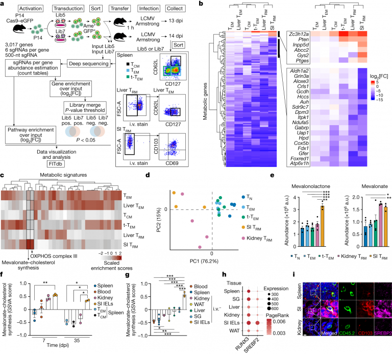 The Secrets of Tissue-Resident Memory T Cells in Fighting Infections ...