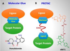 Review: Molecular Glue vs. Protein Degrader – Creative Biolabs Protein ...
