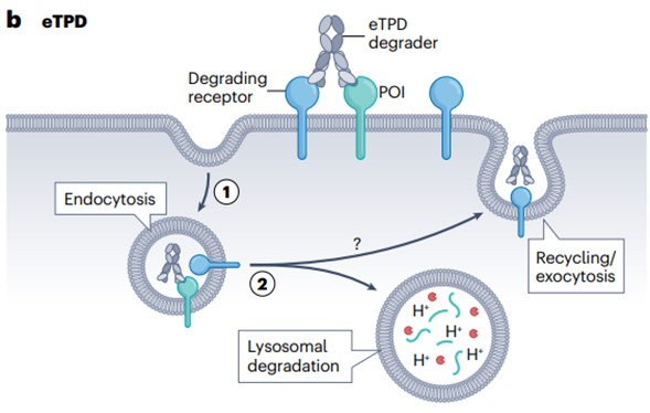Extracellular Protein Targeted Degradation (eTPD): Six Drug Discovery ...