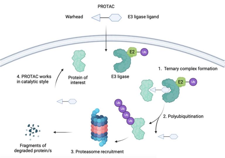 Exploring the Impact of E3 Ligase Choice on Protein Degrader Effectiveness – Creative Biolabs ...