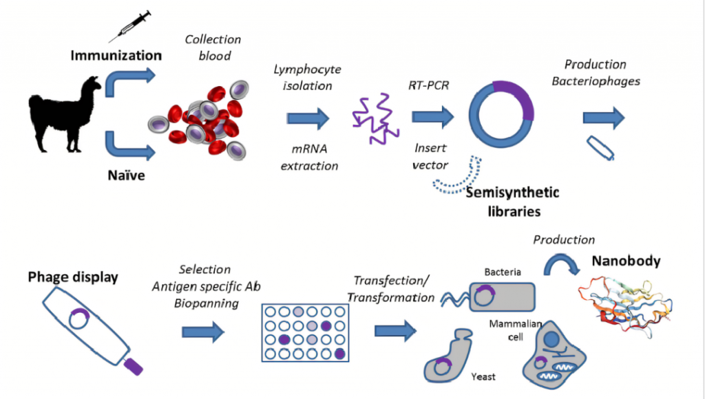 Preparation Process and Skills of Single-domain Antibody – Creative ...